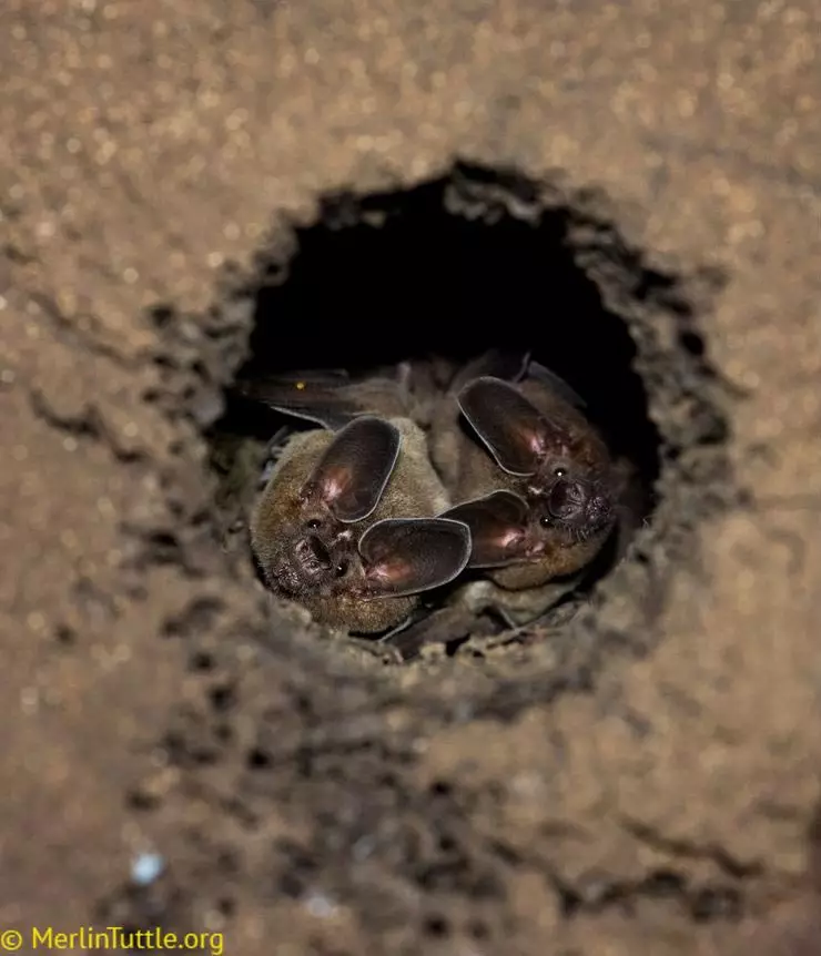 Roosting group of Lophostoma brasiliense