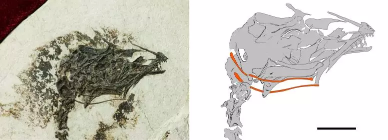 Barewa Cretaceous enantiornithine Bird Brevirostruavis macrohyoideus