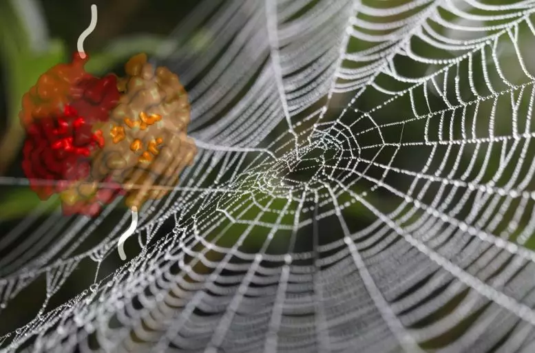 Spider Web