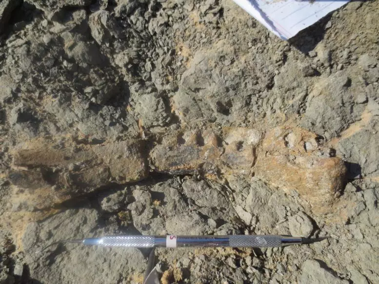 Okusanda Kutholwa I-Mansourasaurus Jaw Fossil