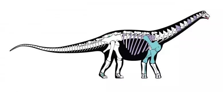I-Mansourasaurus Skeletal Reconstruction
