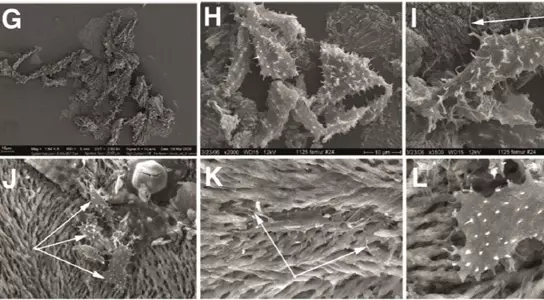 Kusanthula kwa Maselo a Dinosaur Osteocyte Kumasonyeza Kukhalapo kwa Mamolekyu Osatha 4978_1