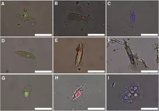 Kusanthula kwa Maselo a Dinosaur Osteocyte Kumasonyeza Kukhalapo kwa Mamolekyu Osatha 4978_2