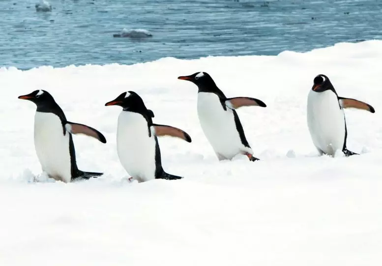 Maršē Džentoo pingvīni