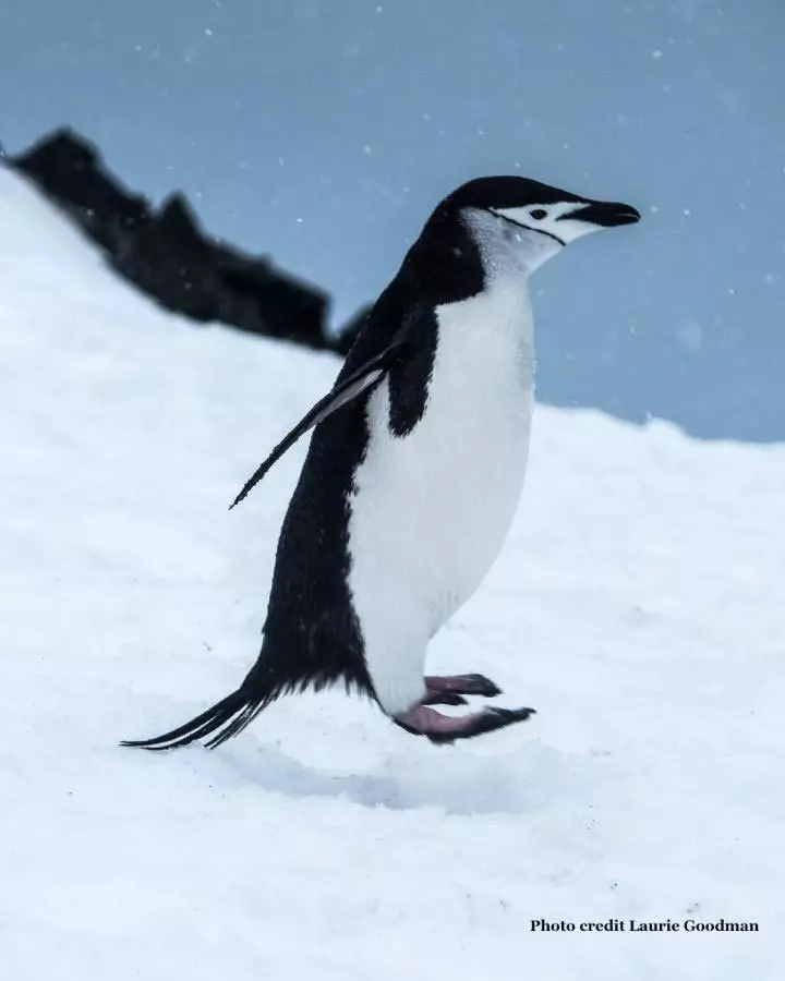 Zoda siksnas pingvīns Antarktīdā