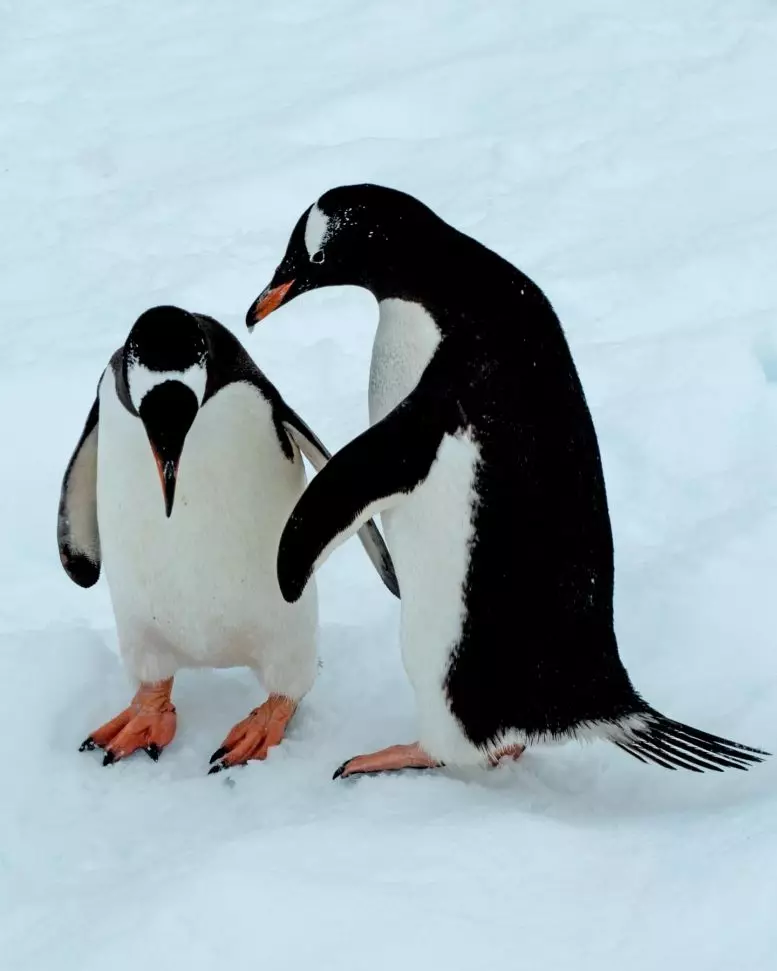Džentoo pingvīni