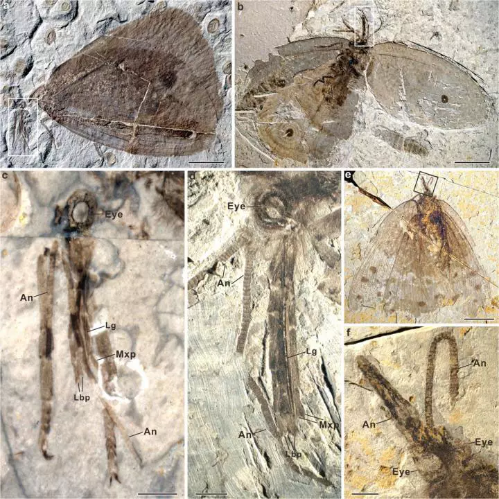 Jurassic sy Cretaceous Kalligrammatids avy any Shina