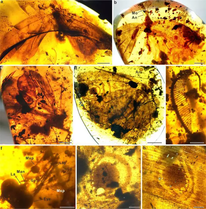 Kalligrammatids ni Burmese Amber