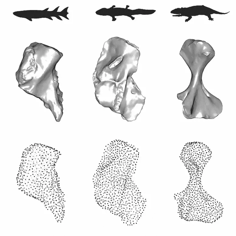 Bentuk Humerus Berputar