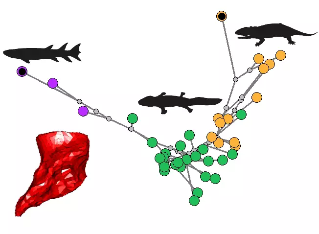 Phetoho ea Sebopeho sa Humerus Haufi le Sefate sa Evolutionary