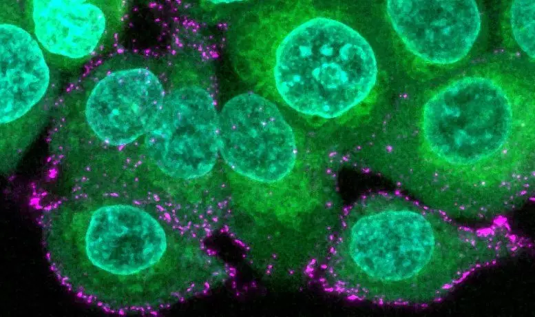 လူ့ Epithelial Cells Synthetic SARS-CoV-2 Virions