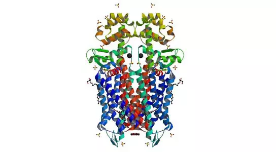 Кристалічна структура мю-опіоїдного рецептора, зв’язаного з антагоністом морфінану.