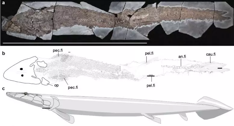 Complete E. watsoni Specimen