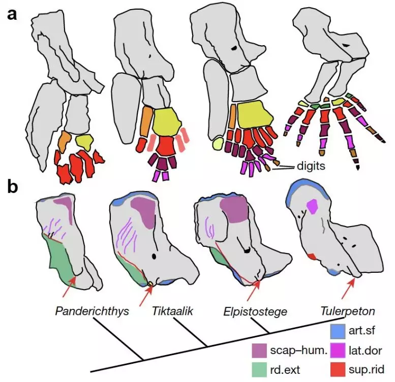 Kuenzanisa Anatomy Stem-Tetrapod Hove uye Early Tetrapod