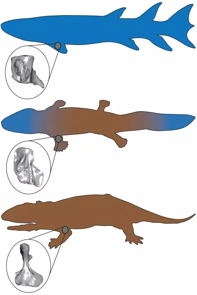 Humérus fossiles de poissons aquatiques