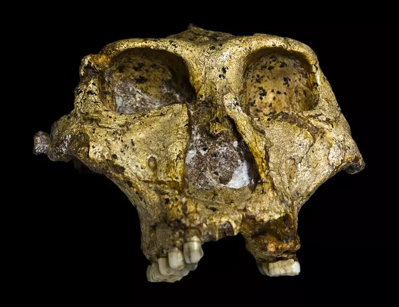 Paranthropus robustus Skull