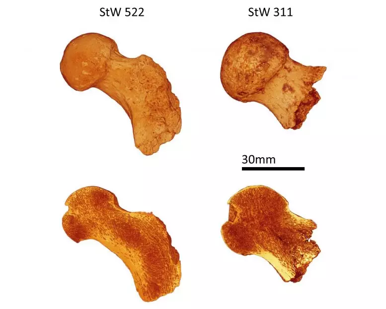 CT Renderings Climbing Fossils