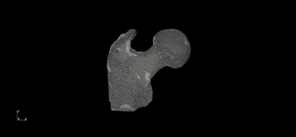 Fautua Faalua Femur Gorilla