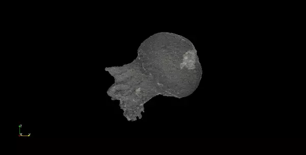 Fossil Femur Fa'alua pou StW 311