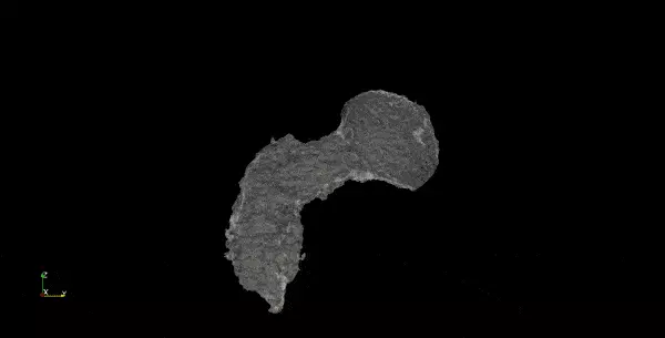 Single Pillar Femur Fossil StW 522