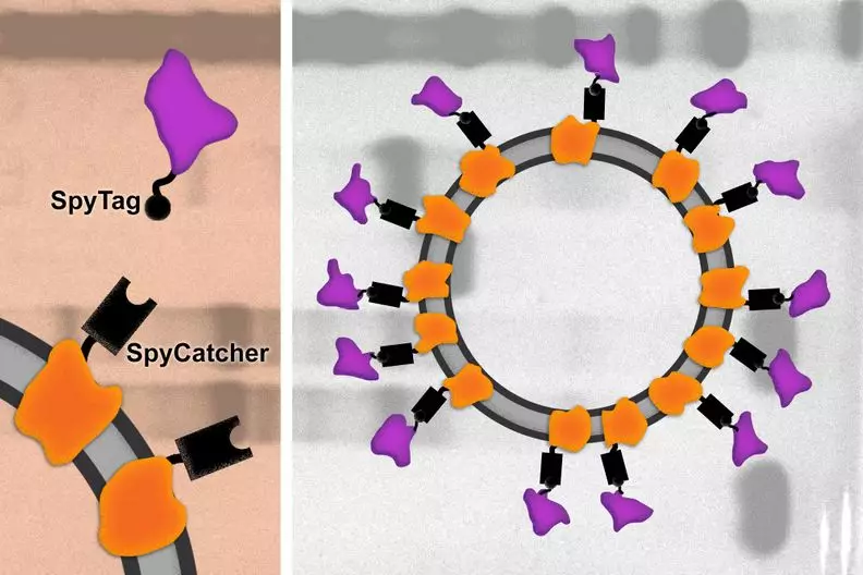 Protein Subunit COVID Vaccine