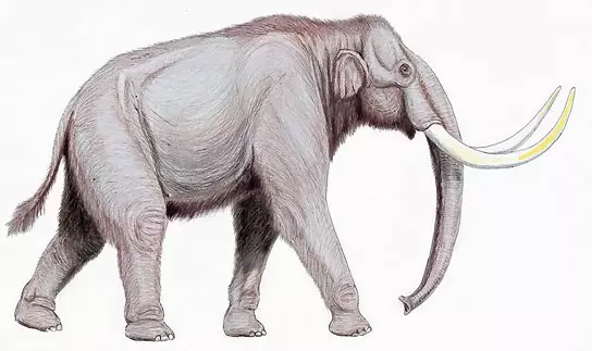 Mammoth echekwara echekwara na Ọbara na-eru