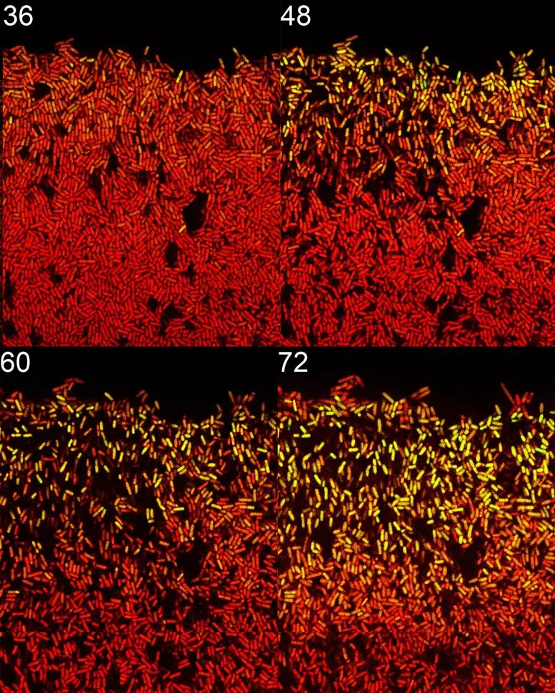 Živý biofilm 12hodinové intervaly