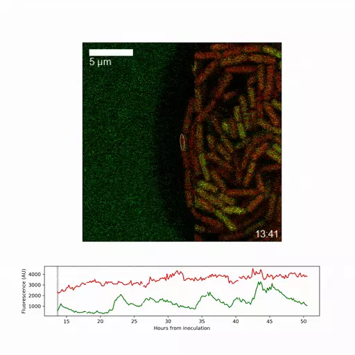 Timelapse Tracking Masero SigmaB Pulsing