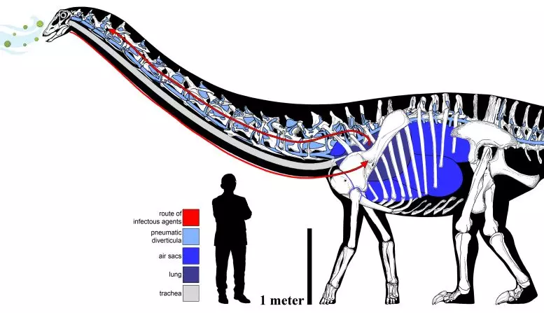 Calea de infectare a dinozaurilor