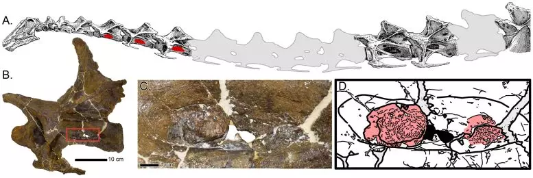 I-Diplodocus Vertebrae enegciwane