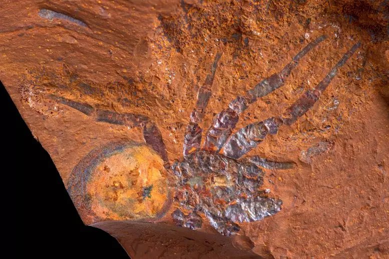 Sinaunang Spider Fossil