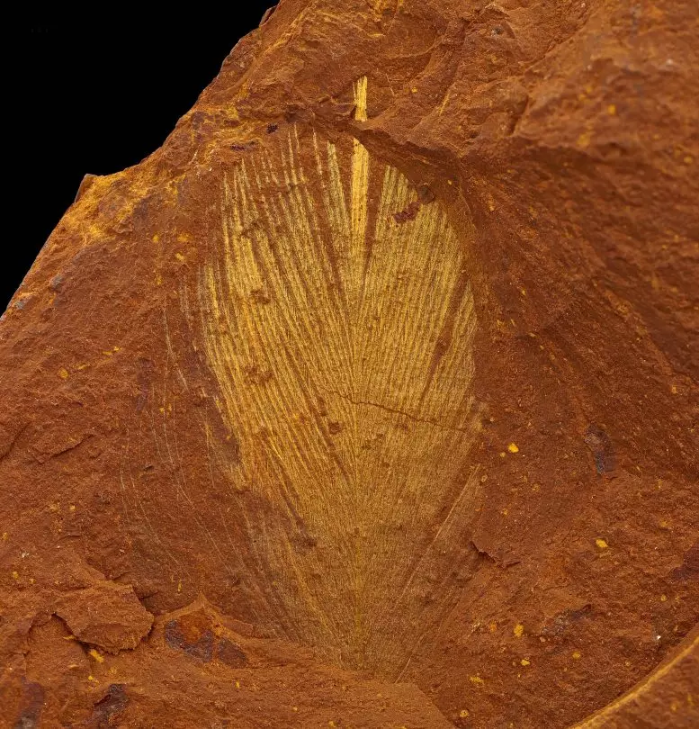 Sinaunang Feather Fossil