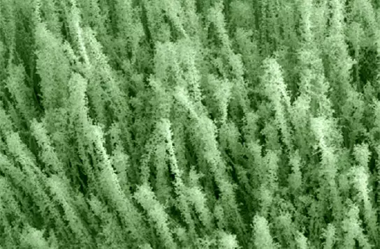 nanowires na mkpuchi nke metal nanoparticles nke na-eme ka mpaghara elu dịkwuo mma