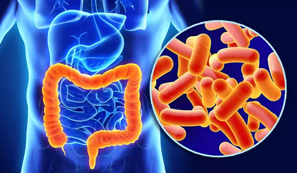 Pesquisadores identificam proteína chave que contribui para a colite