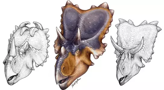 Nova especie de dinosauro cornudo Mercuriceratops Gemini