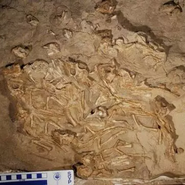 A fost descoperit un cuib de dinozauri juvenili Protoceratops Andrewsi