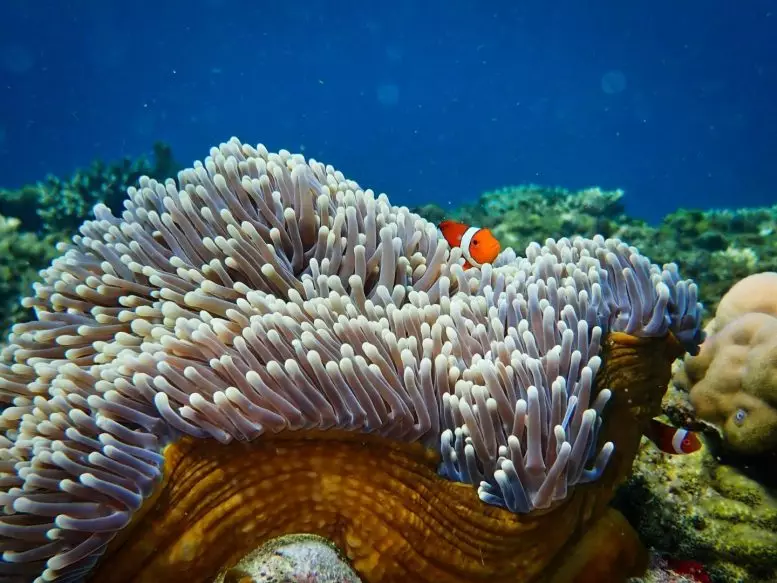 Un pesce pagliaccio in un anemone