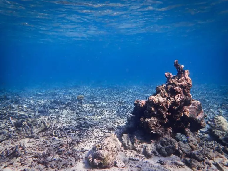 Coral Rubblefield em Sulawesi, Indonésia