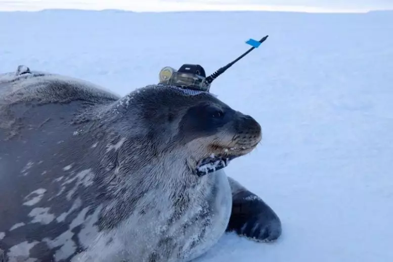 Weddell Seal Ndi CTD Tag