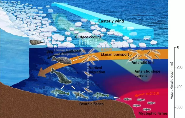 Litsebi tsa Leoatle la Antarctic li Sebelisa Litiiso ho Etsa Lipatlisiso