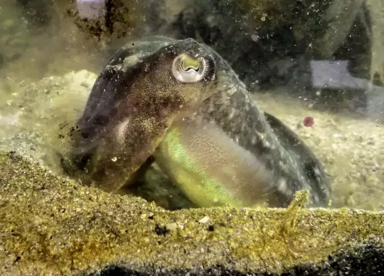 European Common Cuttlefish