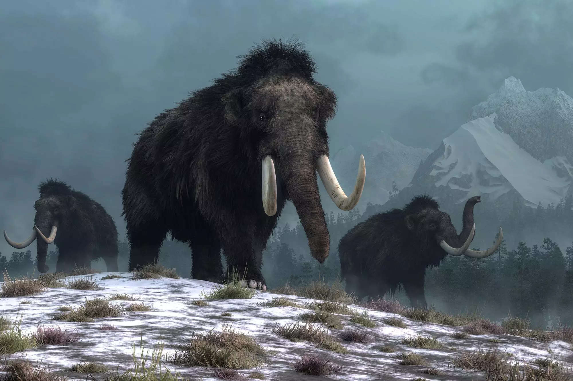 DNA atijọ ṣe imọran Awọn mammoth Woolly Woolly Roamed the Earth Die Laipe ju ero lọ