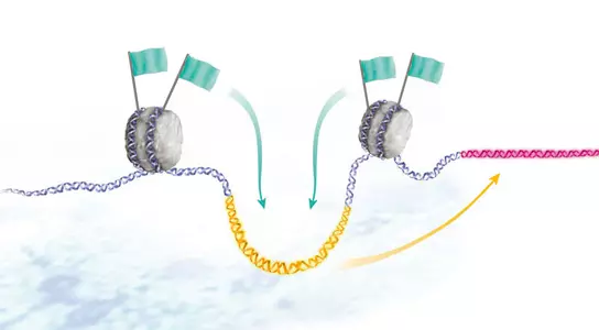 Radiobølgeopvarmede nanopartikler udløser insulinproduktion i mus 5657_1