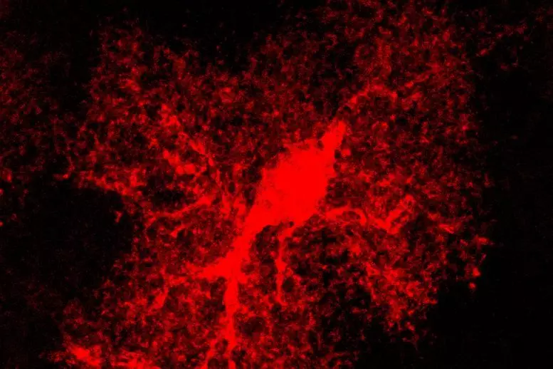 神经科学家让隐形细胞焕然一新