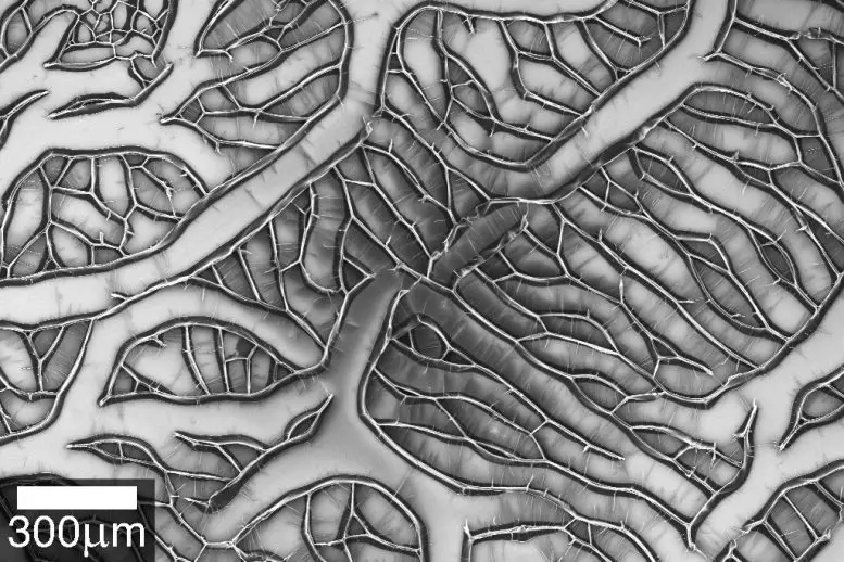 Cientistas do MIT criam padrões previsíveis a partir de nanotubos de carbono imprevisíveis