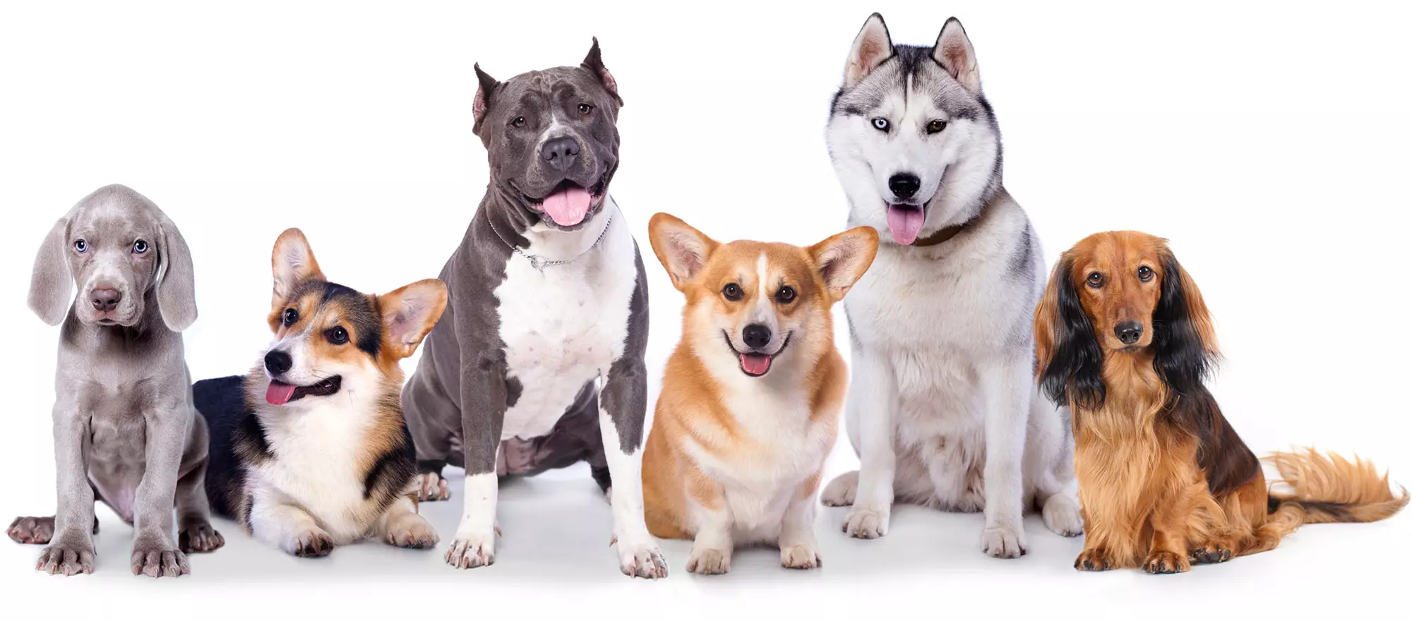 कुत्र्यांमध्ये दिसणारे मानवी एडीएचडी सारखे वर्तन - अतिक्रियाशीलता, आवेग आणि दुर्लक्ष