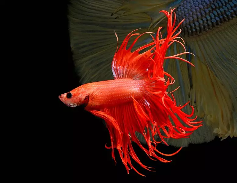 Siamese Fighting Fish