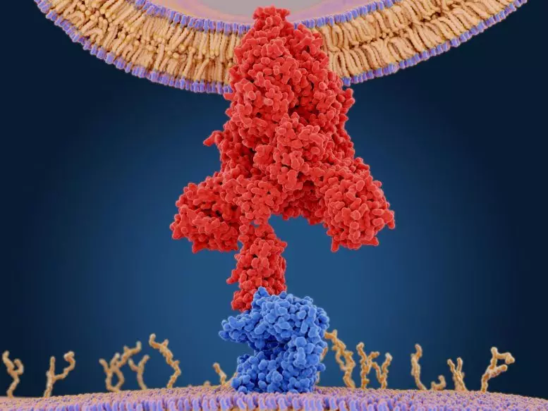 Spike Protein medierer koronavirusets inntreden i vertsceller