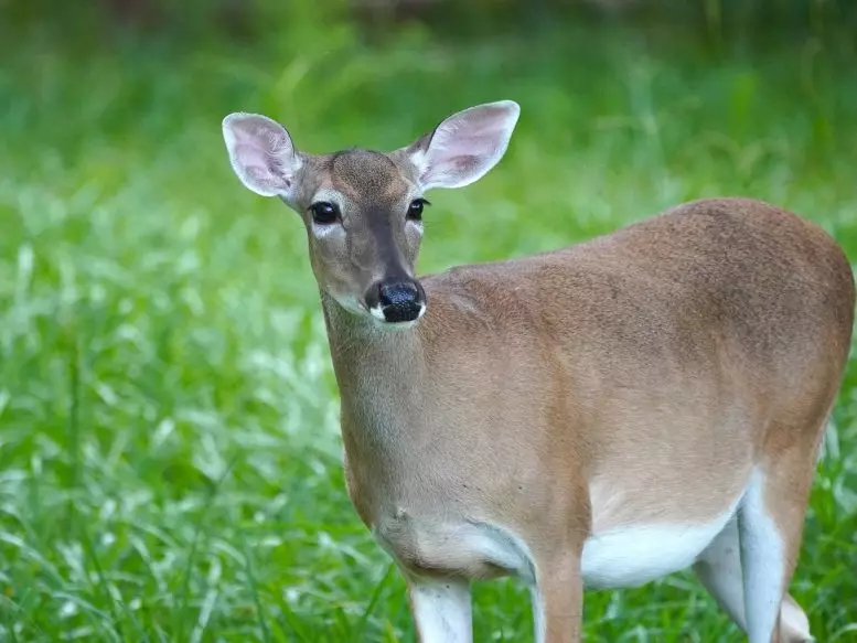 සුදු වලිග මුවන්