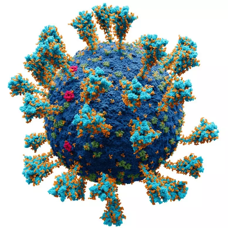 Coronavirus SARS-CoV-2 eredu atomikoa